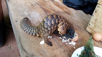 The Pangolin : such an awesome animal – Connecting Cheerfully